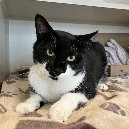 Declan - Monmouth County SPCA