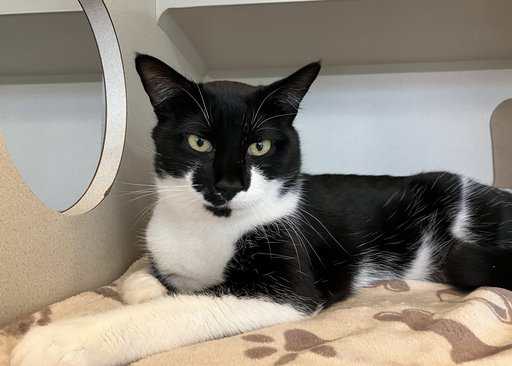 Declan - Monmouth County SPCA